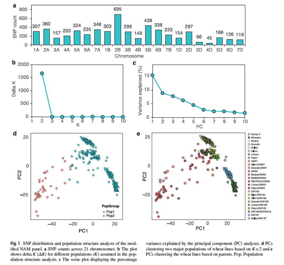 [Genetics] Fusarium Head Blight Resistance from Synthetic Wheat | Zhang Lab
